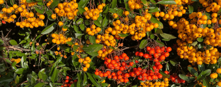 Siepi basse sempreverdi, quali piante scegliere? - My Green Help