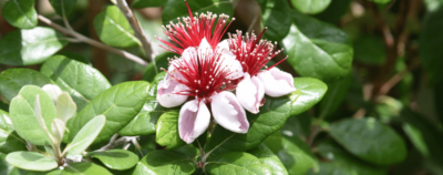 Siepi basse sempreverdi, quali piante scegliere? - My Green Help