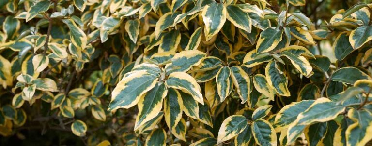 Siepi basse sempreverdi, quali piante scegliere? - My Green Help