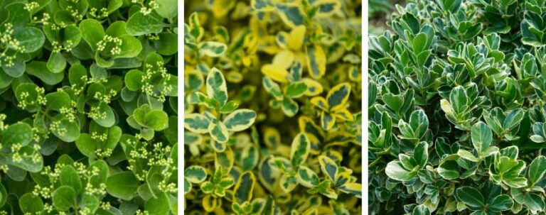 Siepi basse sempreverdi, quali piante scegliere? - My Green Help