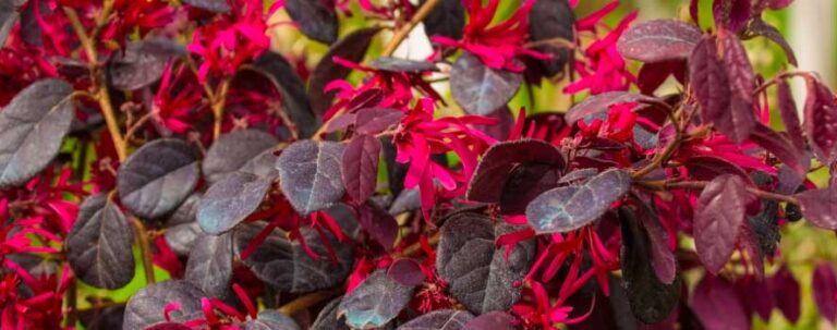 Siepi basse sempreverdi, quali piante scegliere? - My Green Help