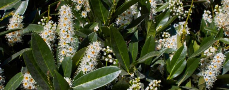 Siepi basse sempreverdi, quali piante scegliere? - My Green Help