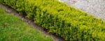 Siepi basse sempreverdi, quali piante scegliere? - My Green Help