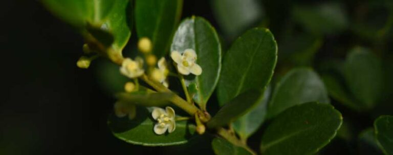Siepi basse sempreverdi, quali piante scegliere? - My Green Help