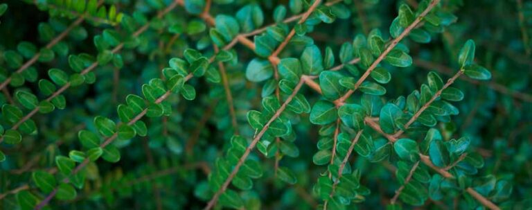Siepi basse sempreverdi, quali piante scegliere? - My Green Help