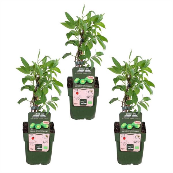 Mini Kiwi autofertile - Actinidia arguta issai - Autofertile - Kiwi ...