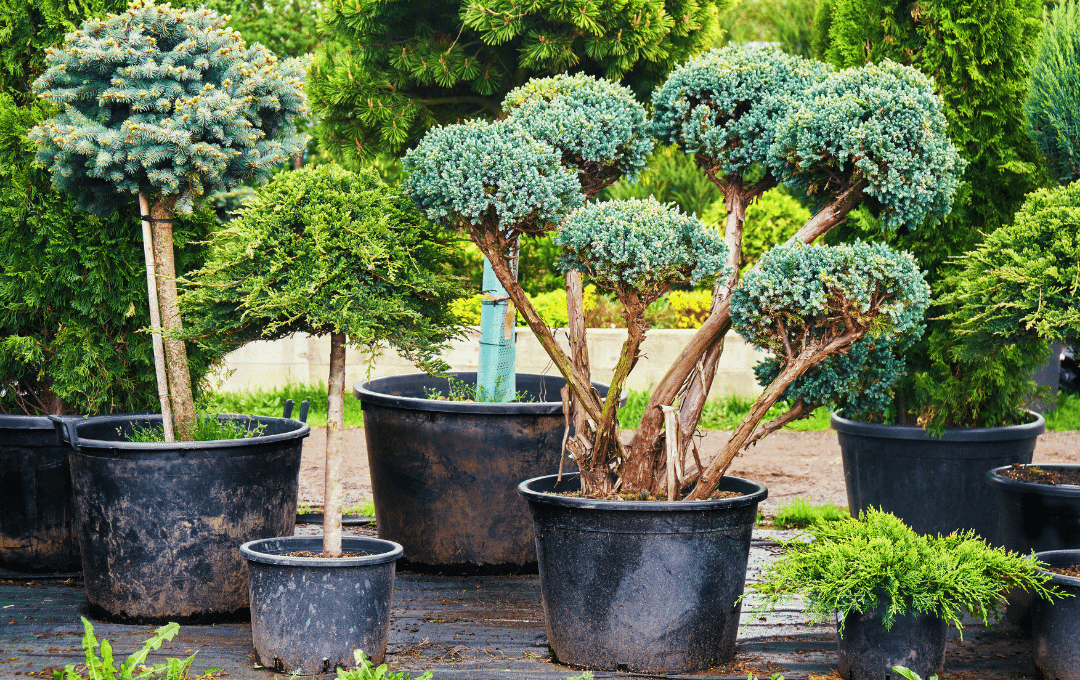 Conifere nane: Un Mondo in Miniatura per il Tuo Giardino - My Green Help