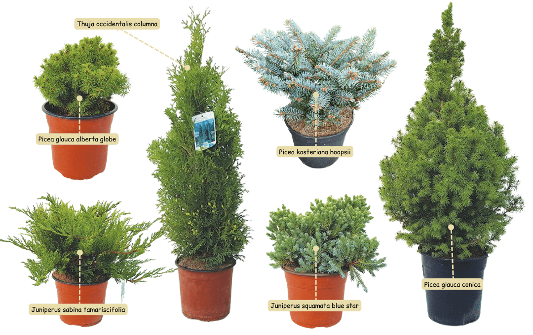 Conifere nane: Un Mondo in Miniatura per il Tuo Giardino - My Green Help