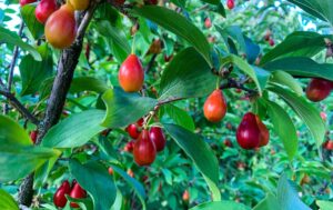 Corniolo pianta: Guida alla Coltivazione, Cura e Caratteristiche - My ...