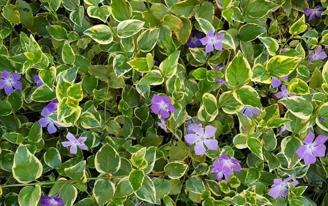 Vinca o Pervinca, quale specie e varietà scegliere? - My Green Help
