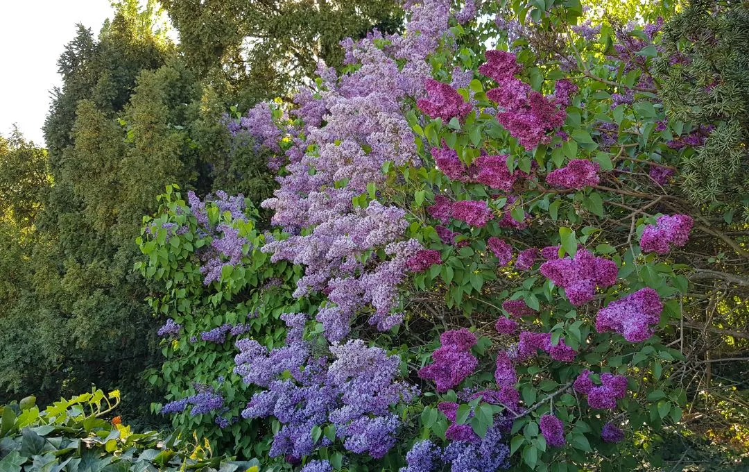 Syringa vulgaris (Lillà) - Pianta dalla fioritura molto profumata - My ...