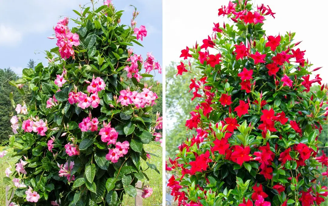 Mandevilla sanderi (Dipladenia), sai come coltivarla? - My Green Help